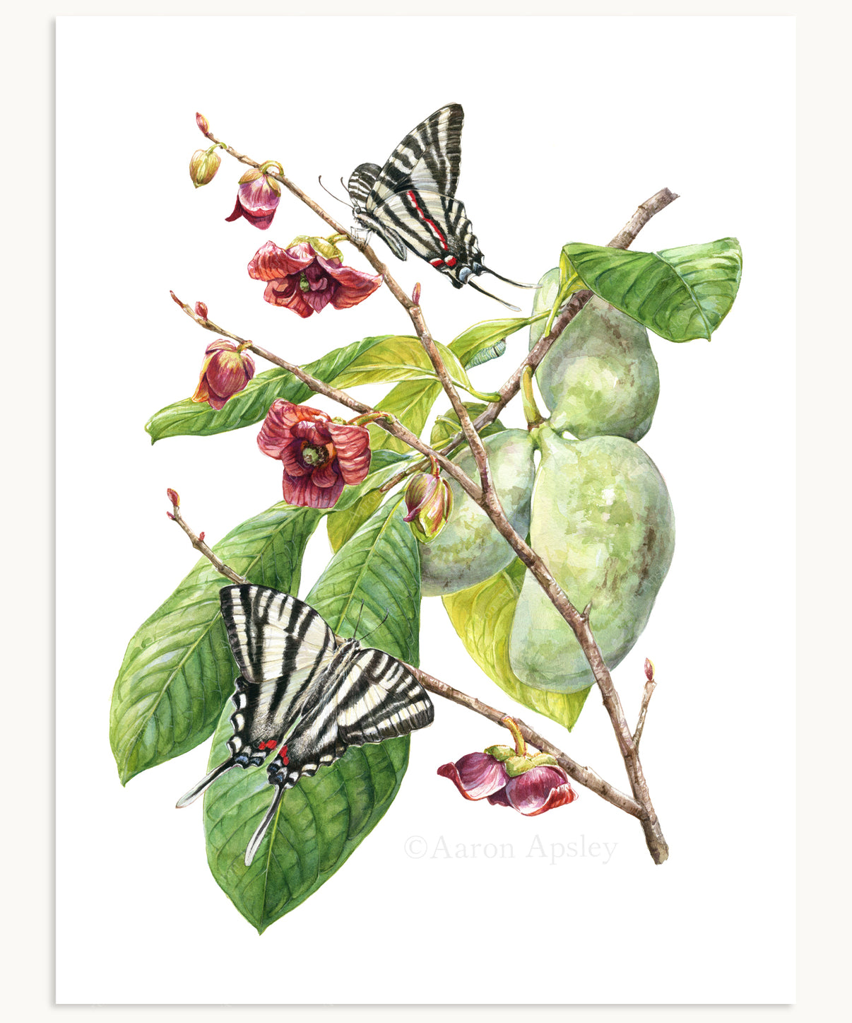 Zebra Swallowtail & Pawpaw Print – Aaron Apsley Artwork