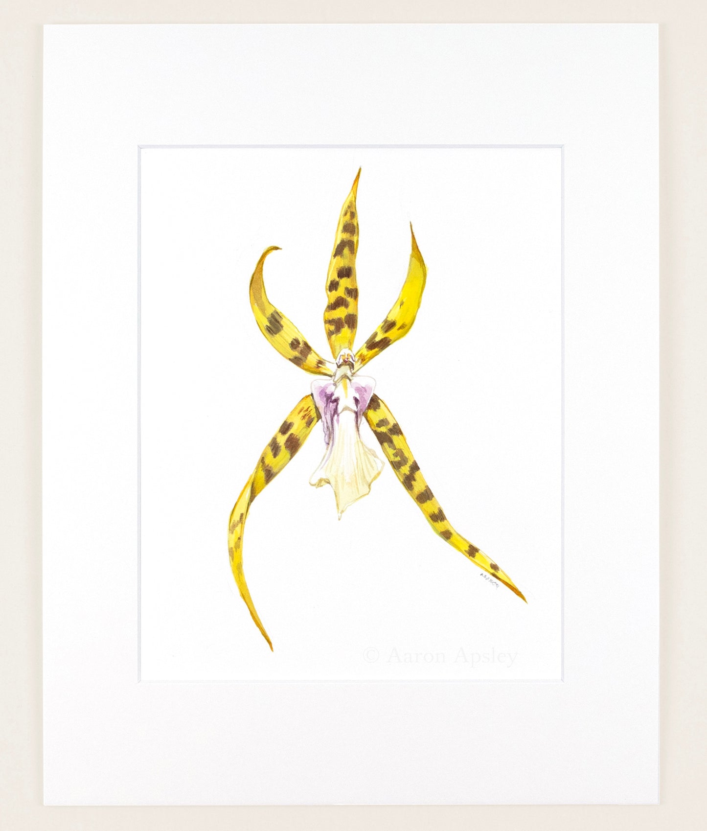 Bratonia Golden Spider 'Copius' - Original Watercolor – Aaron Apsley ...
