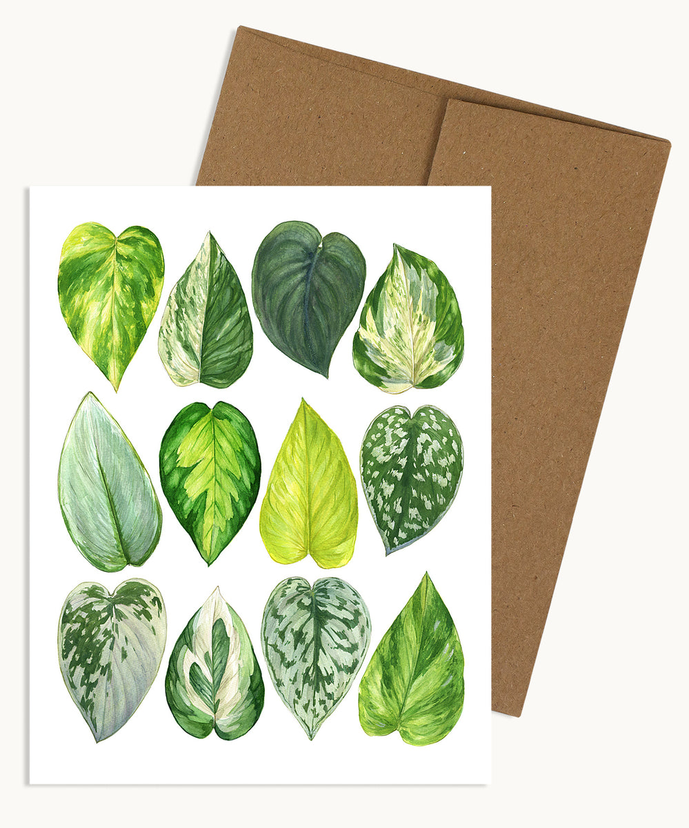 Epipremnum & Scindapsus Varieties Notecard – Aaron Apsley Artwork