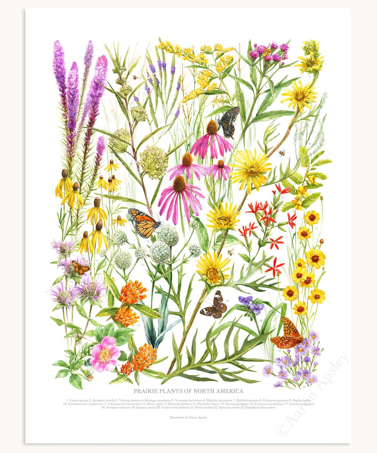 Prairie Wildflowers Print – Aaron Apsley Artwork