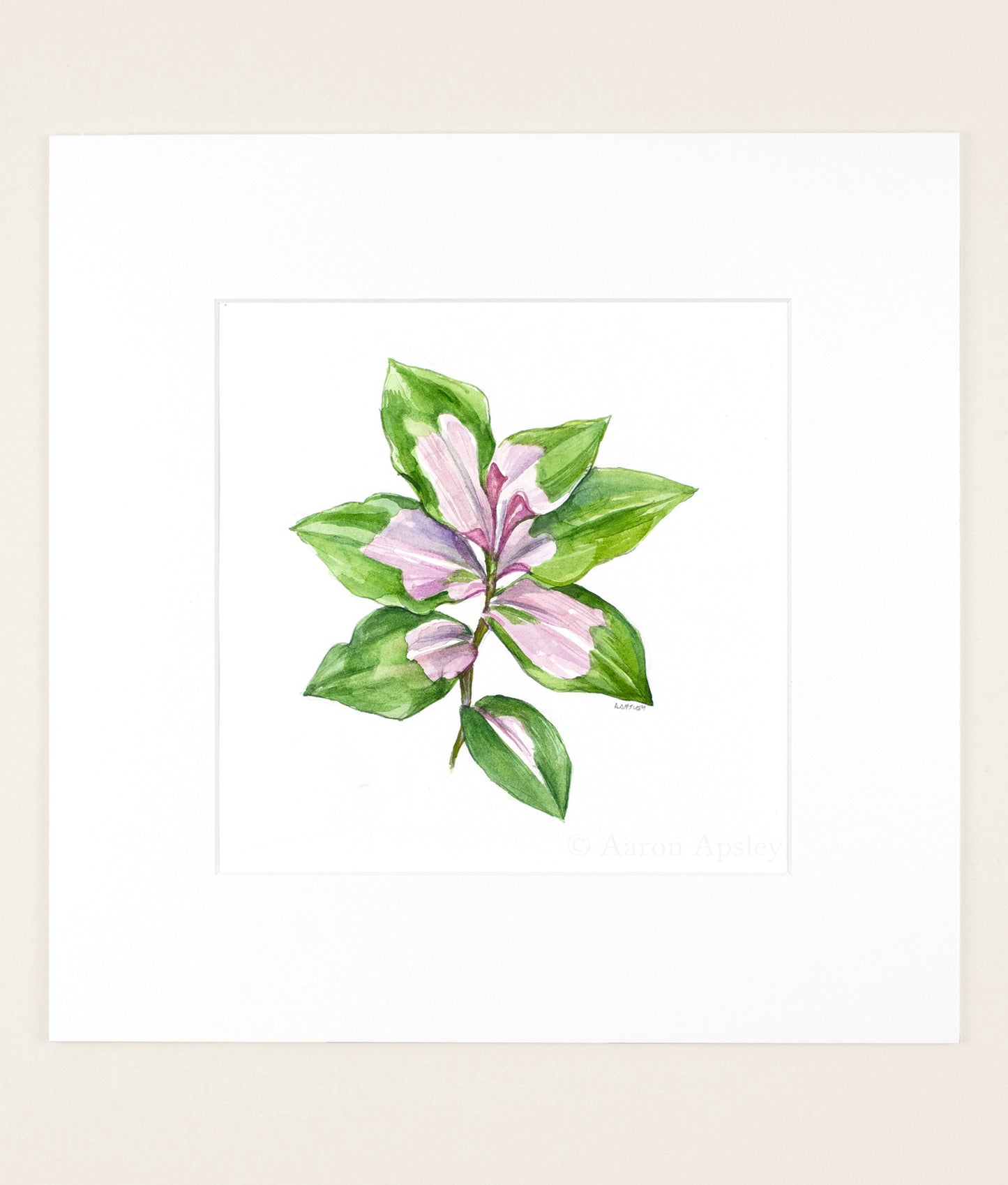 Tradescantia 'Blushing Bride' - Original Watercolor – Aaron Apsley Artwork