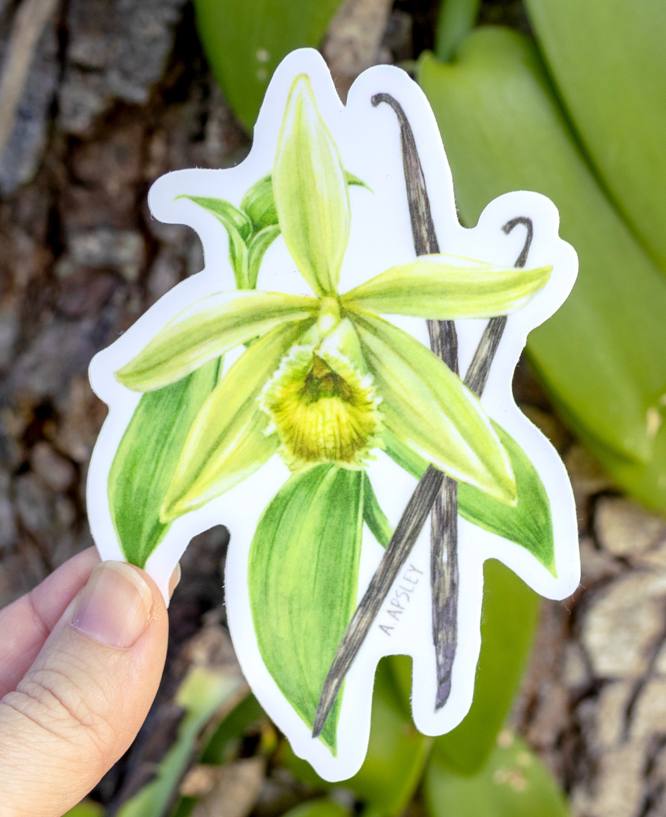 Vanilla Sticker – Aaron Apsley Artwork