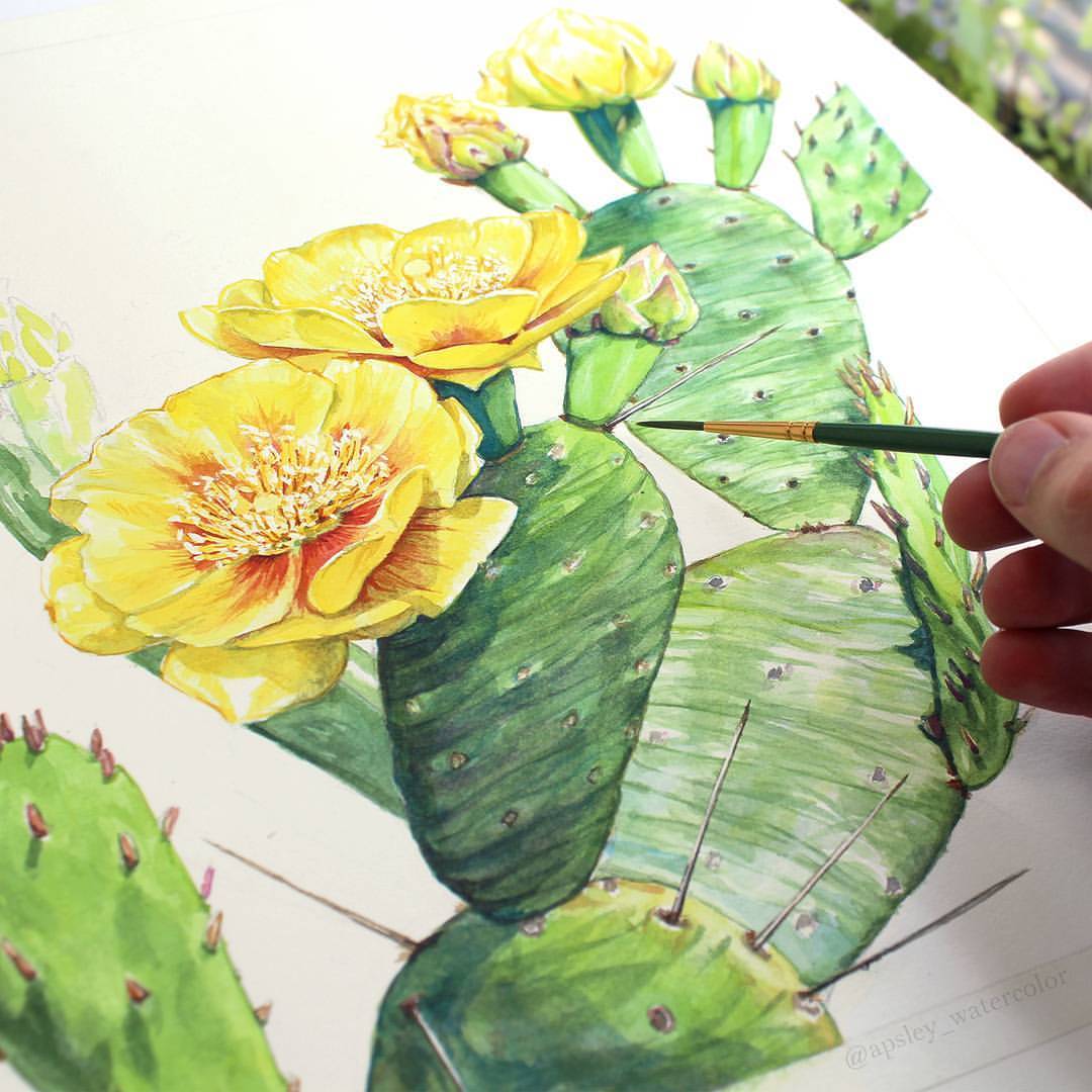 Flowering Cactus Species Print – Aaron Apsley Artwork