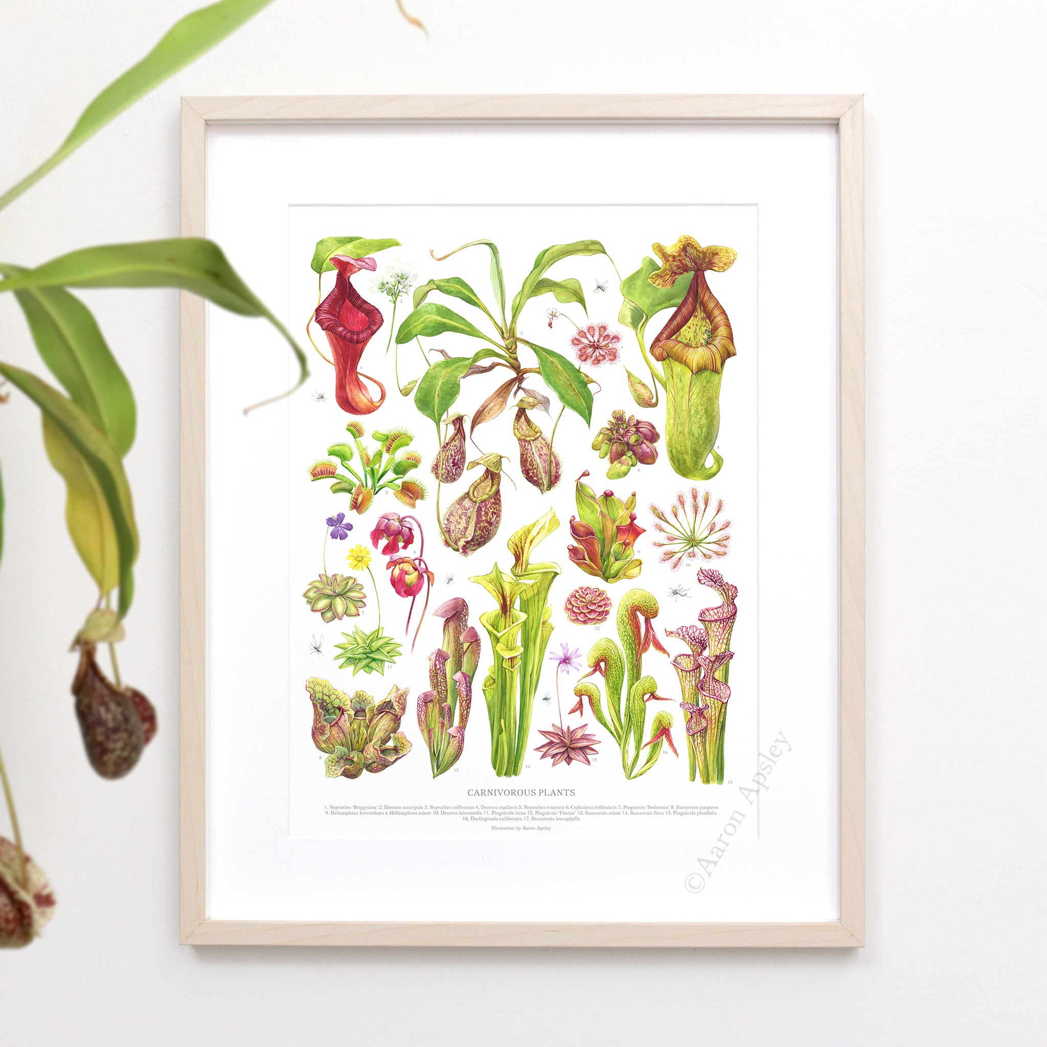 Carnivorous Plants Print – Aaron Apsley Artwork