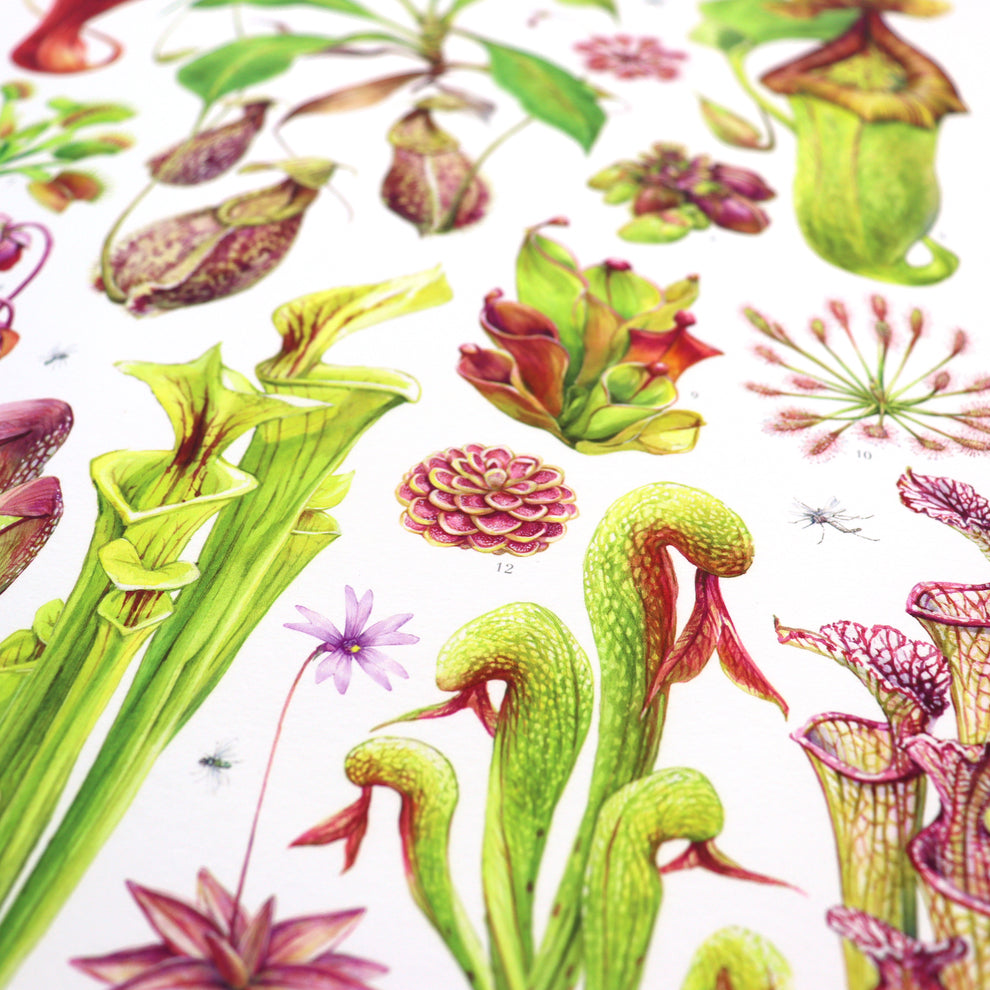 Carnivorous Plants Print – Aaron Apsley Artwork