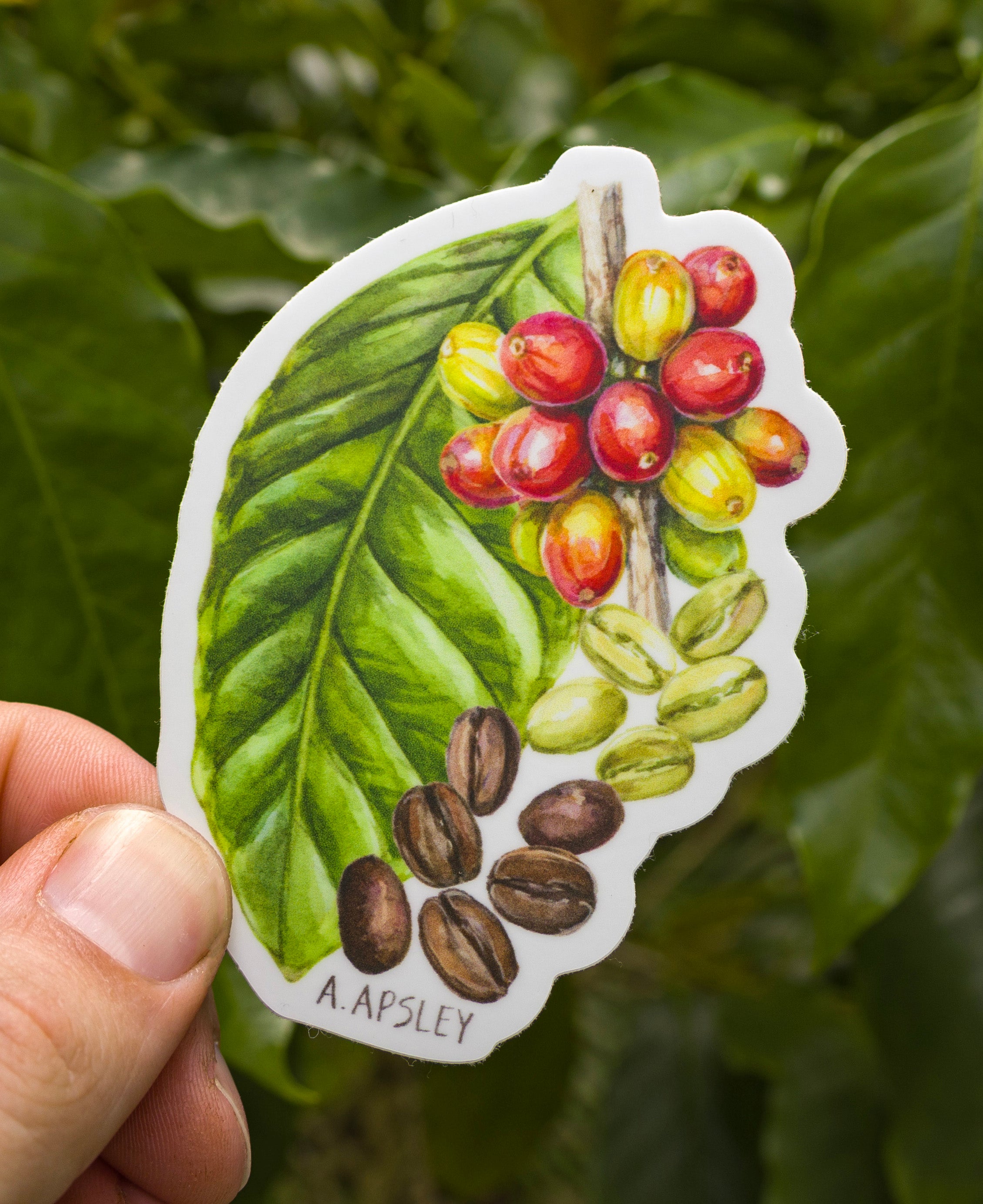 Coffee Sticker – Aaron Apsley Artwork