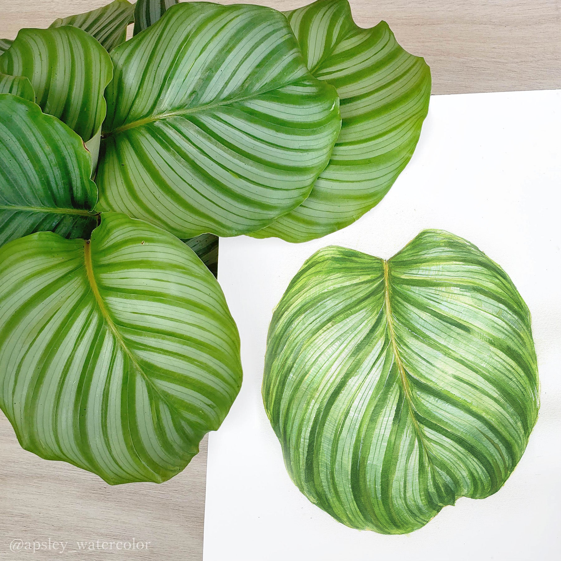 Marantaceae Species Print – Aaron Apsley Artwork