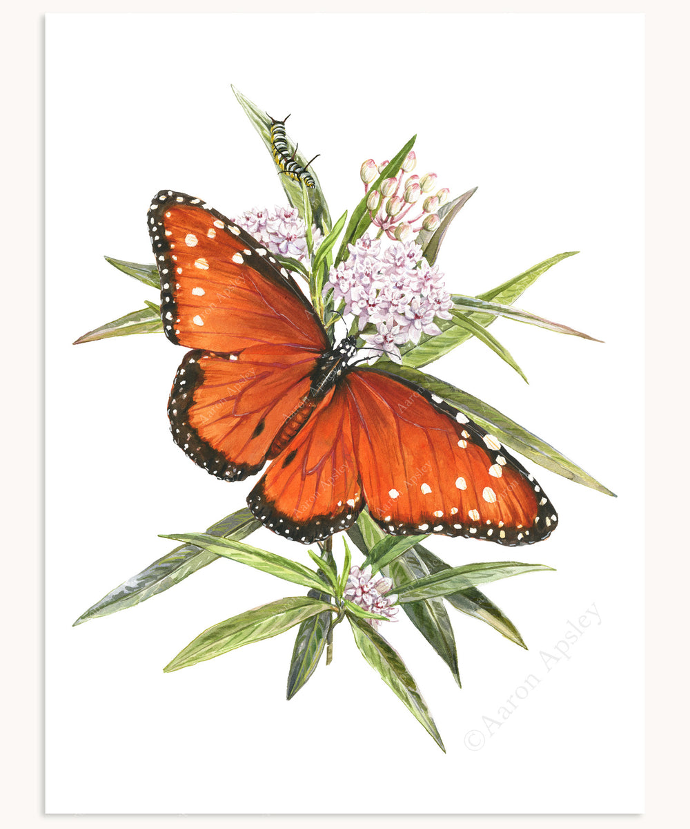 Butterfly Milkweed Drawing