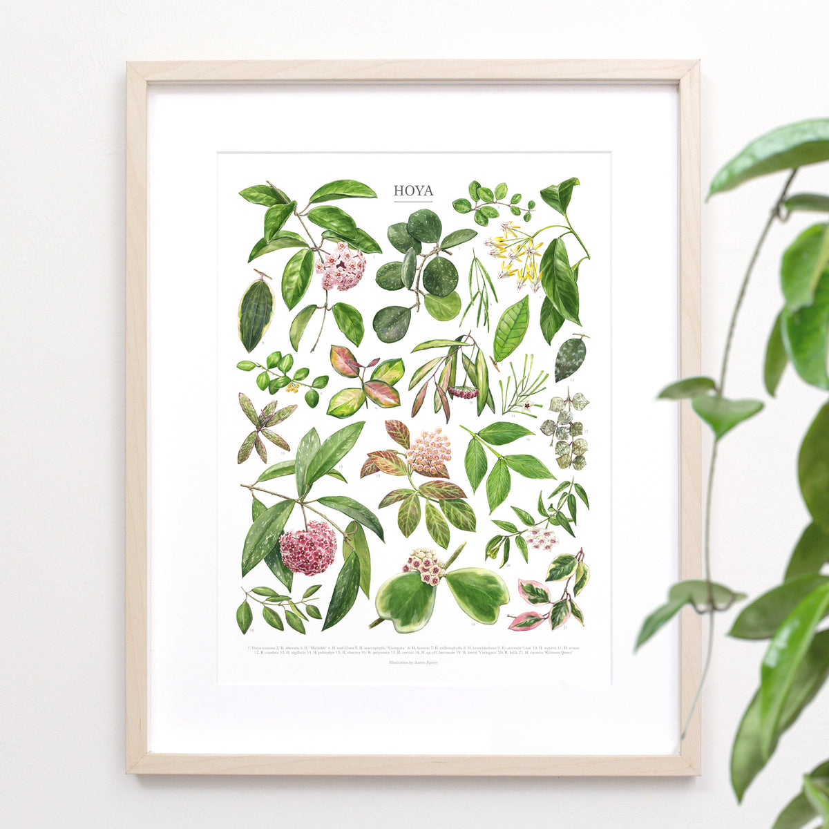 Hoya Species Print – Aaron Apsley Artwork